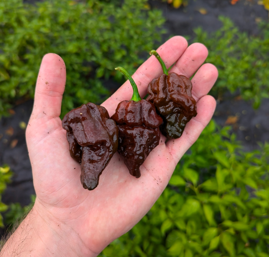 Super Hot Pepper Seeds – Scoville Canada