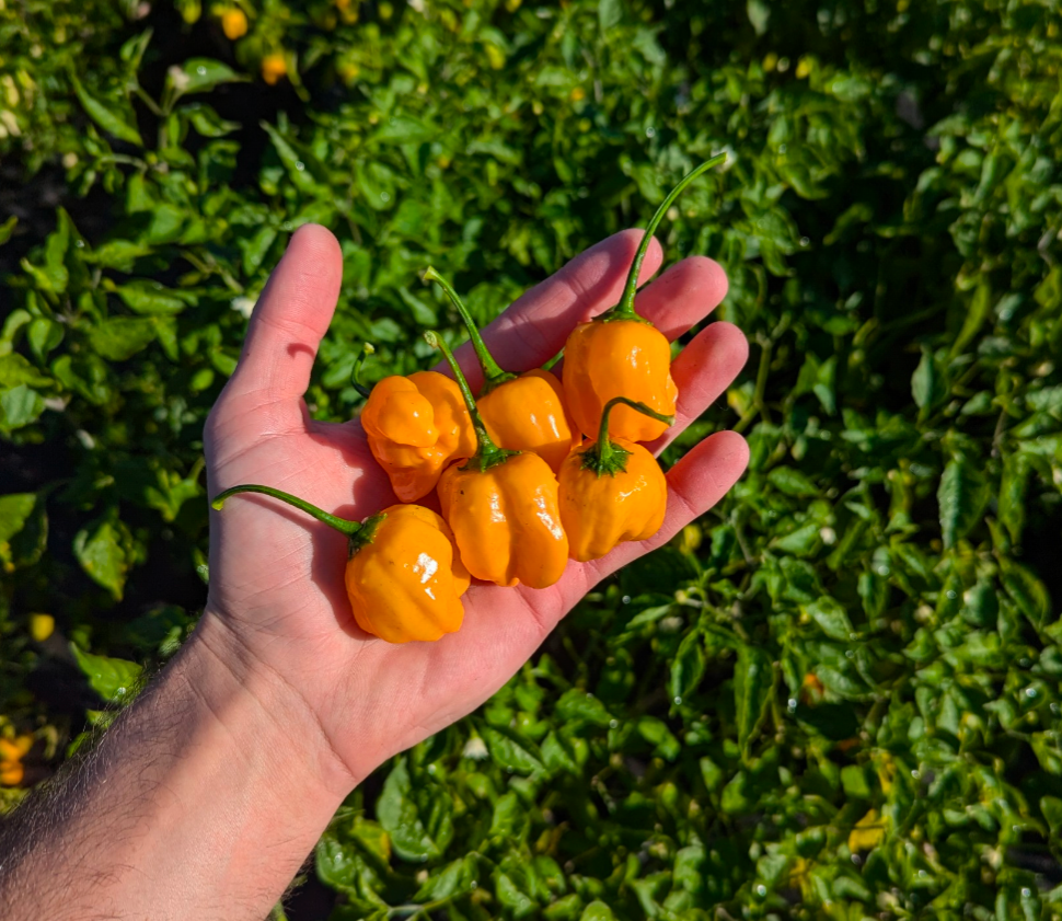 Aji Mango – Scoville Canada
