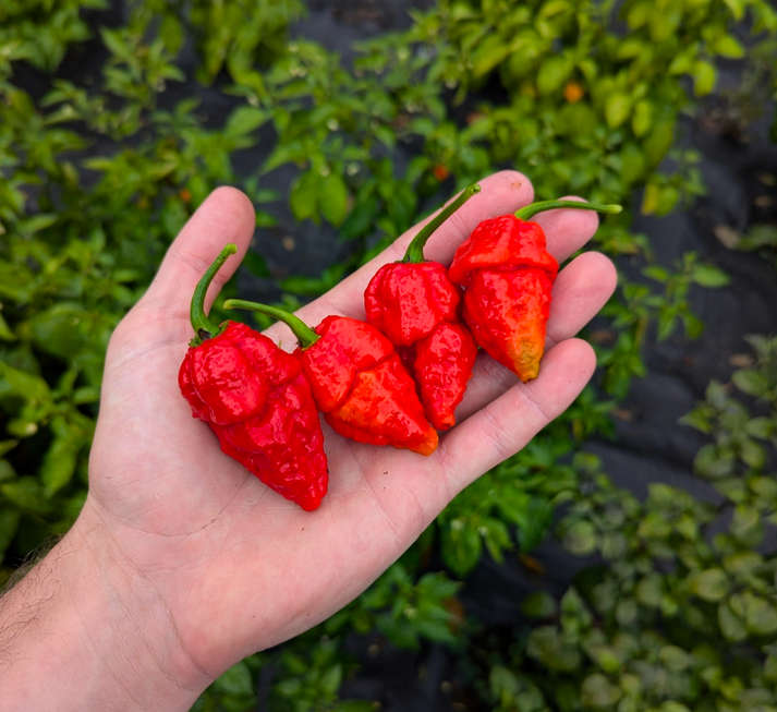 Apocalypse Scorpion – Scoville Canada