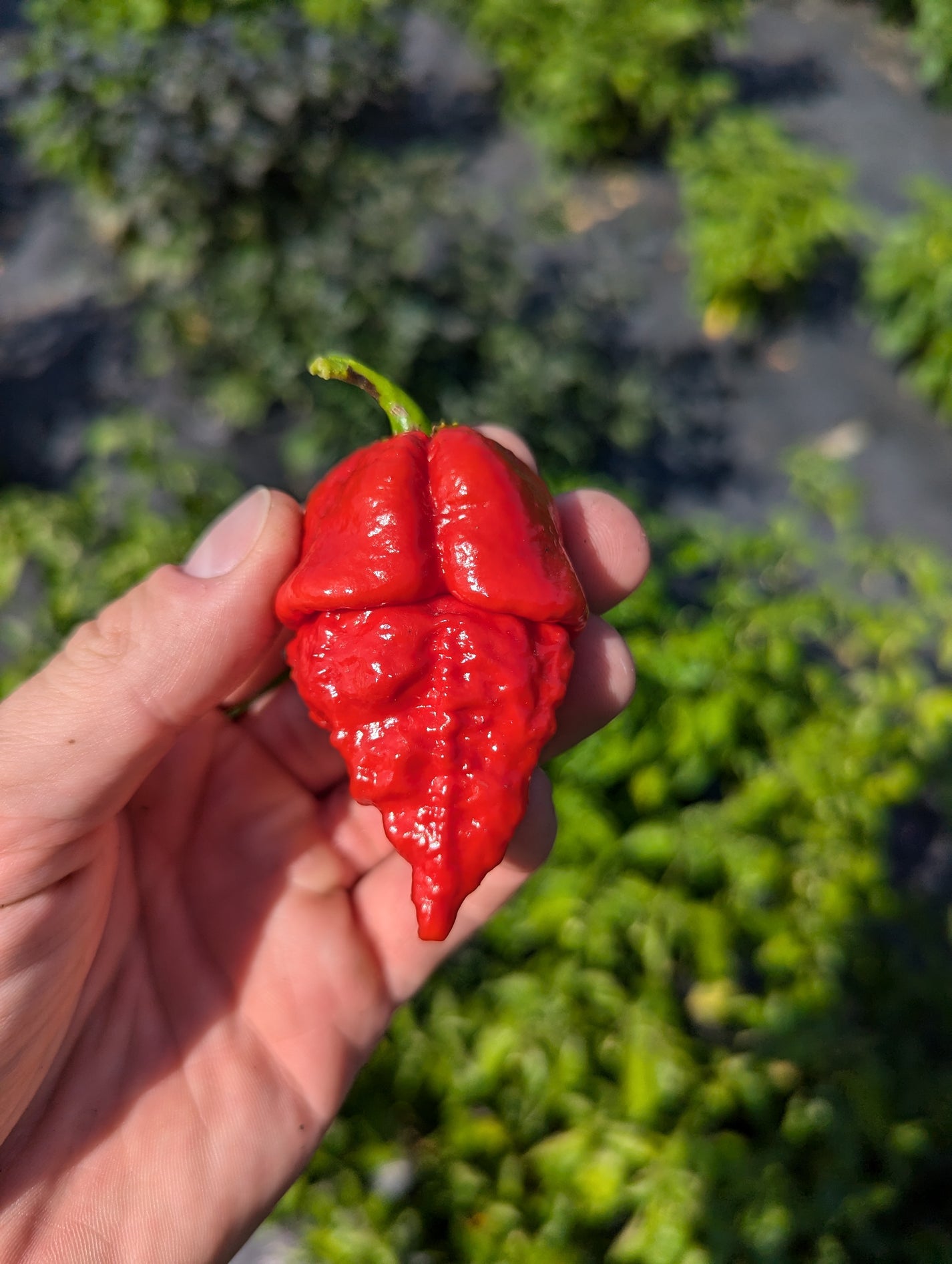 Apocalypse Scorpion – Scoville Canada