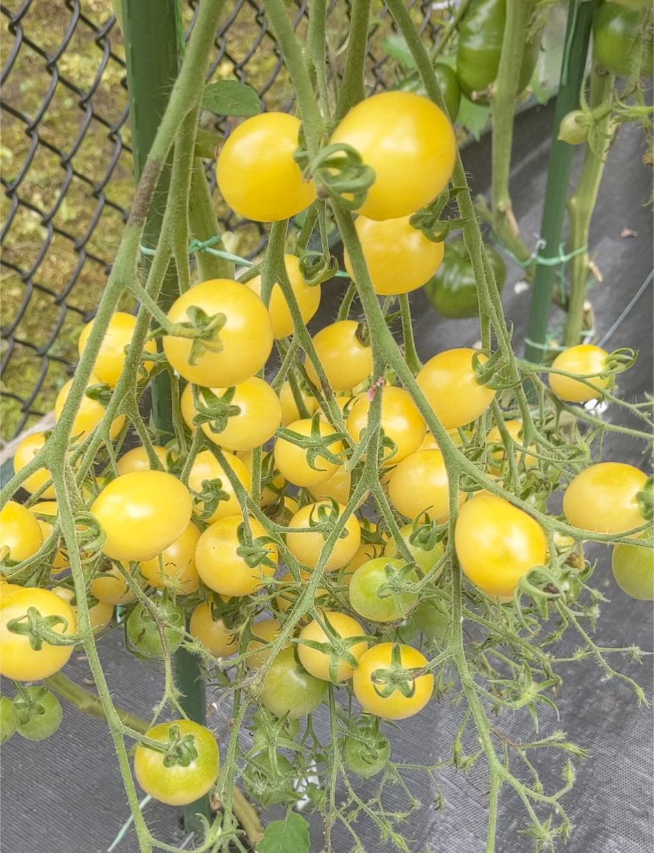 TOMATOES – Scoville Canada