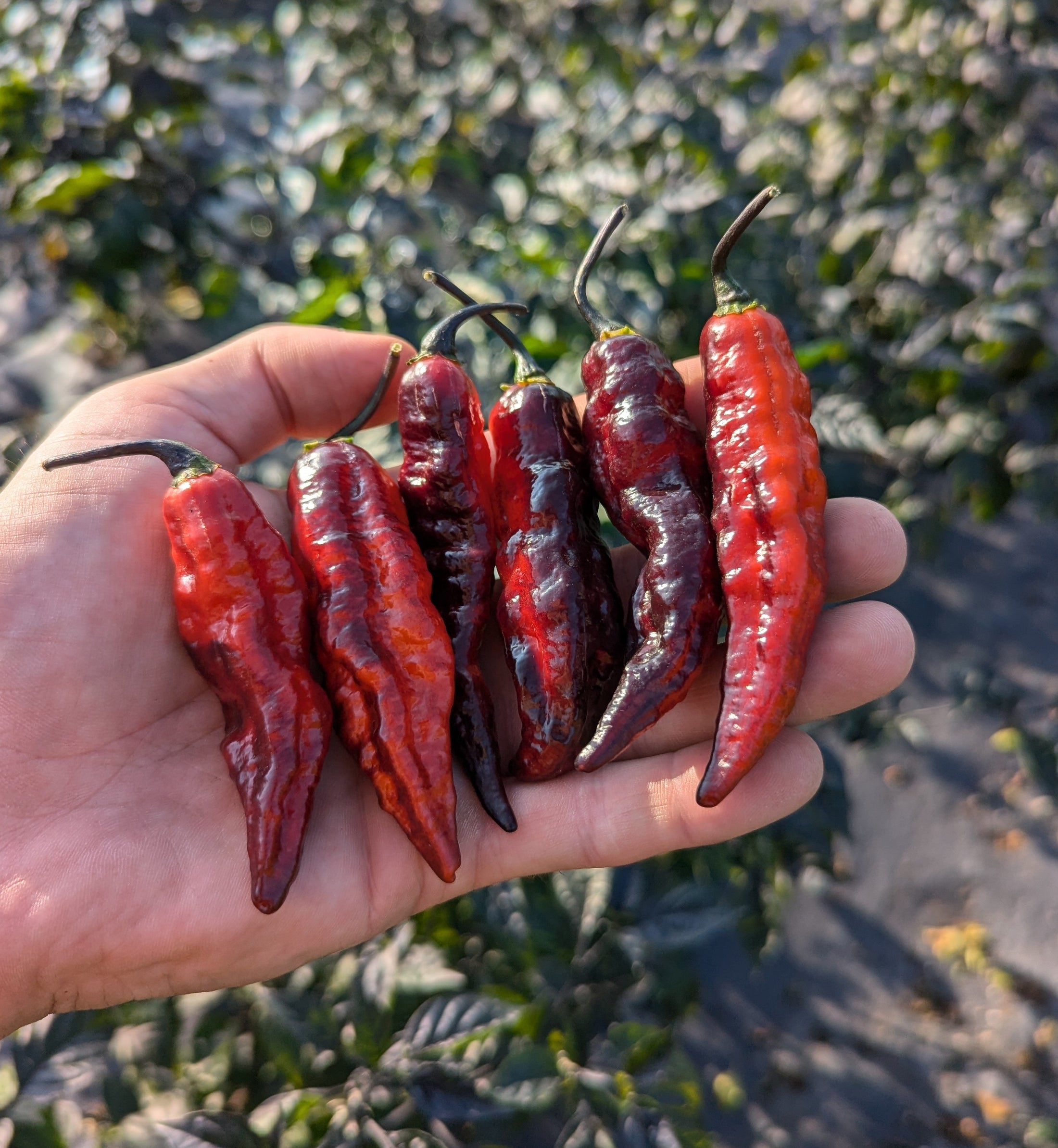 Blood Ghost – Scoville Canada