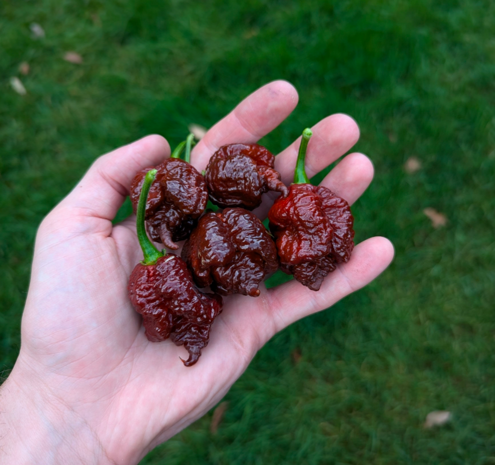 Carolina Reaper Chocolate – Scoville Canada