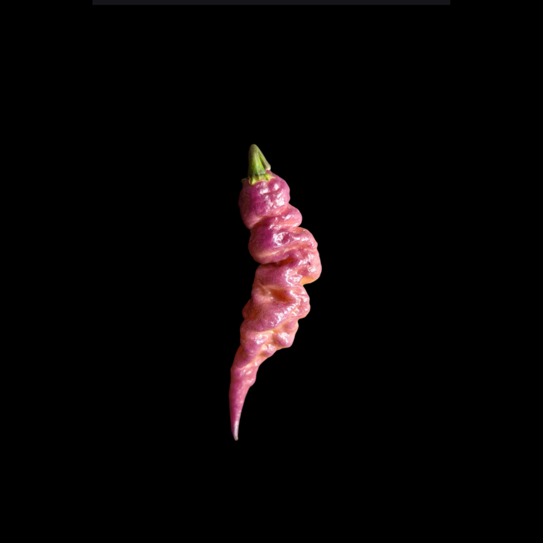 Pimenta Bela Purple – Scoville Canada
