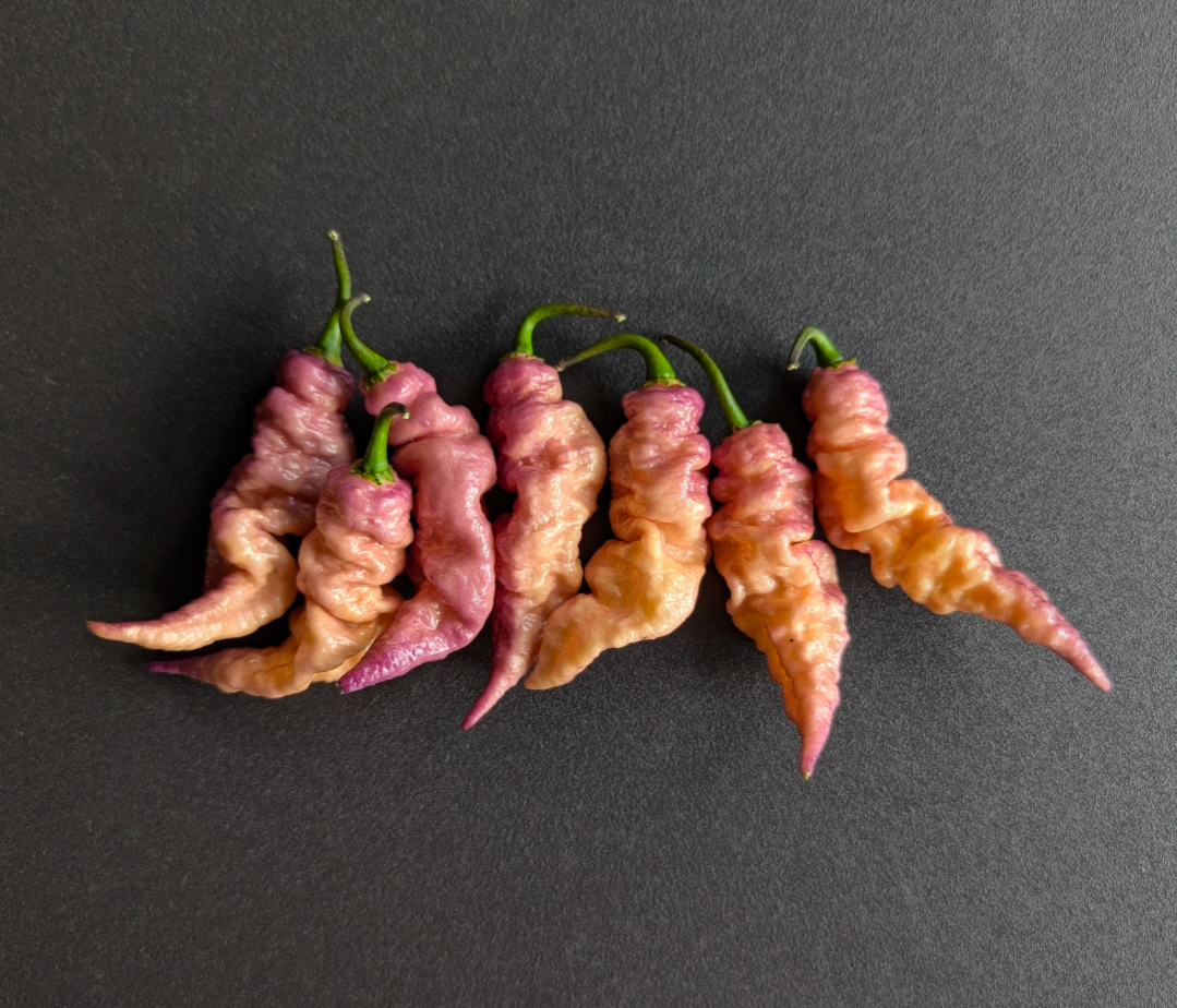 Pimenta Bela Purple – Scoville Canada