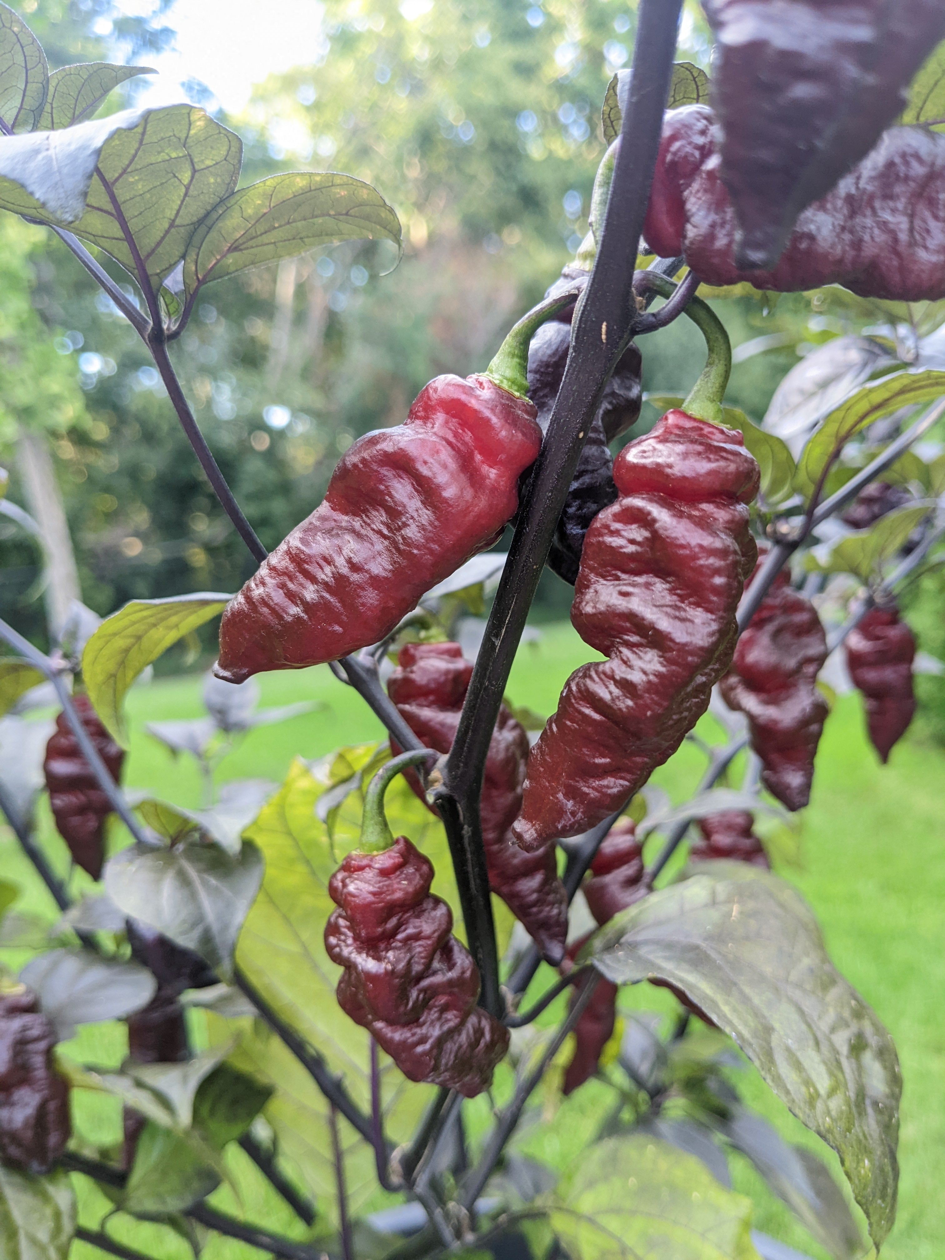 Products – Page 3 – Scoville Canada