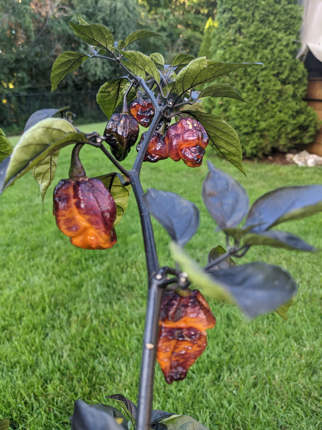 PEPPERS – Page 2 – Scoville Canada