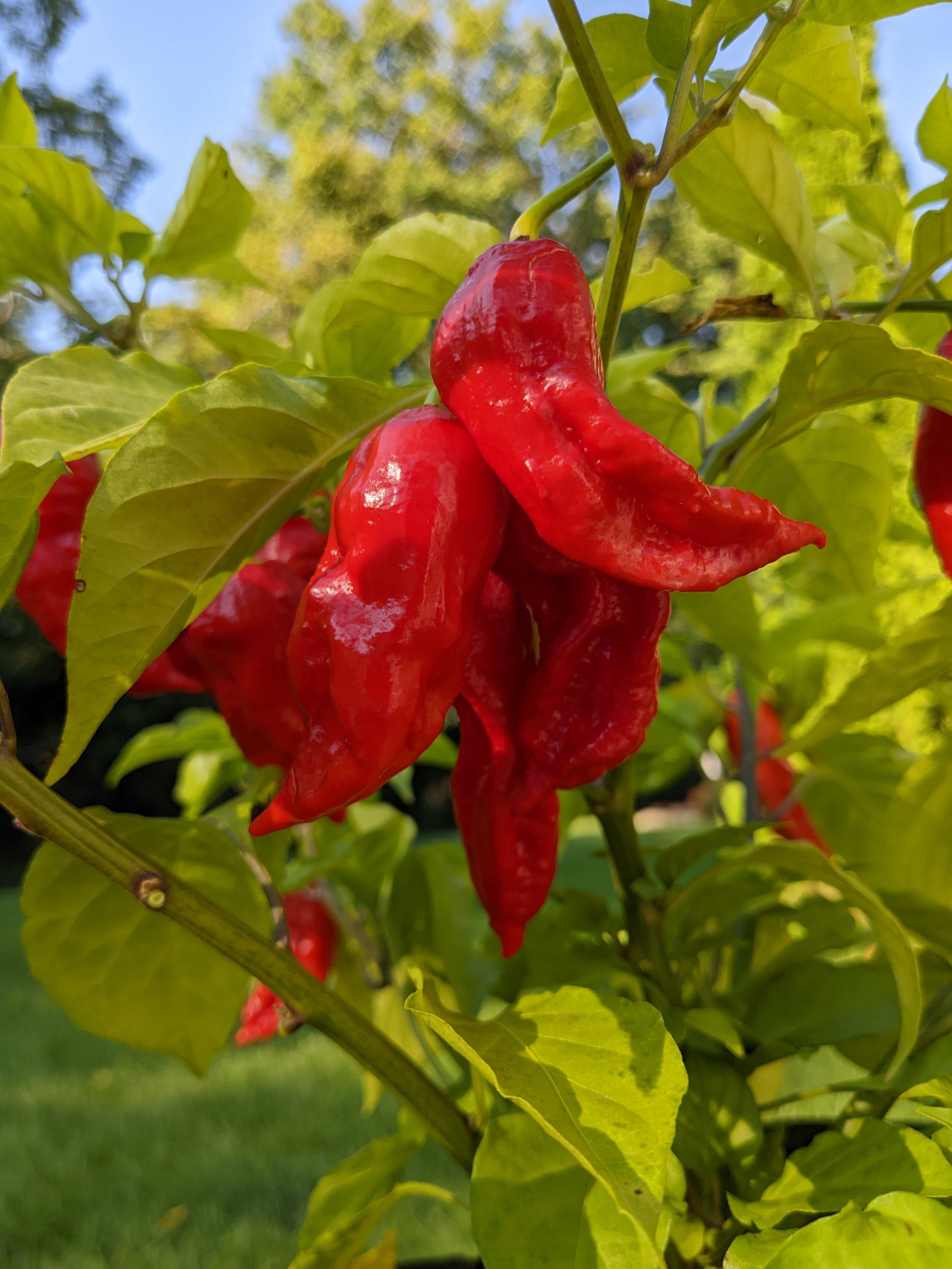 Red Ghost – Scoville Canada